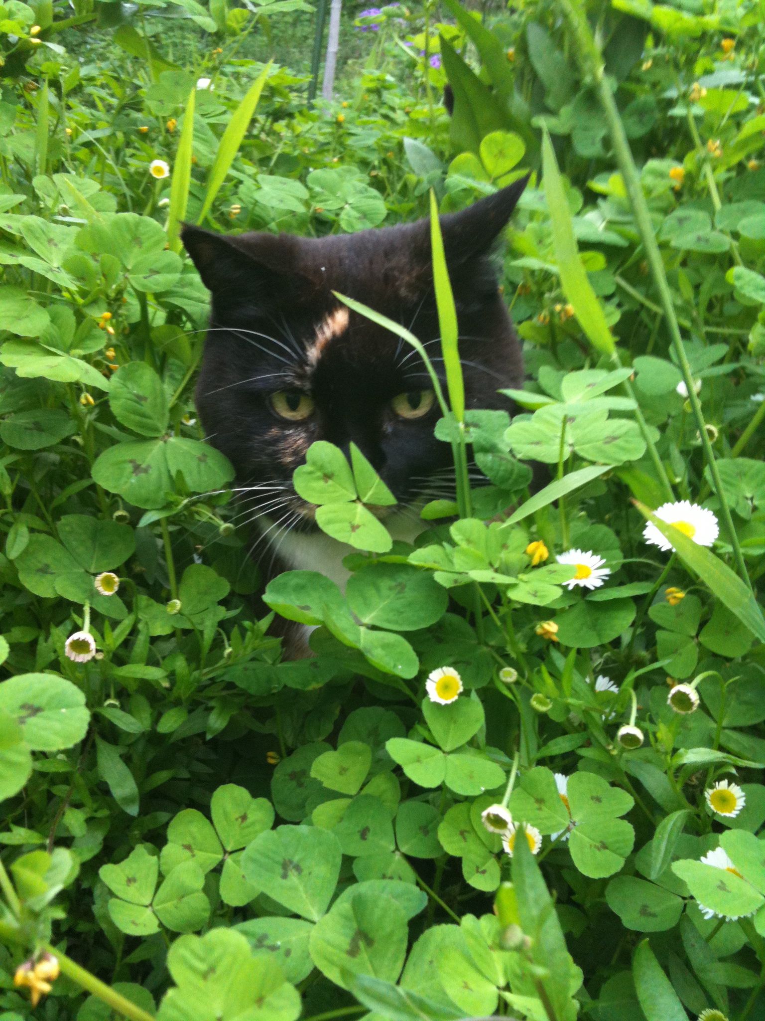 Daisy rest in peace – Jennifer Barraclough