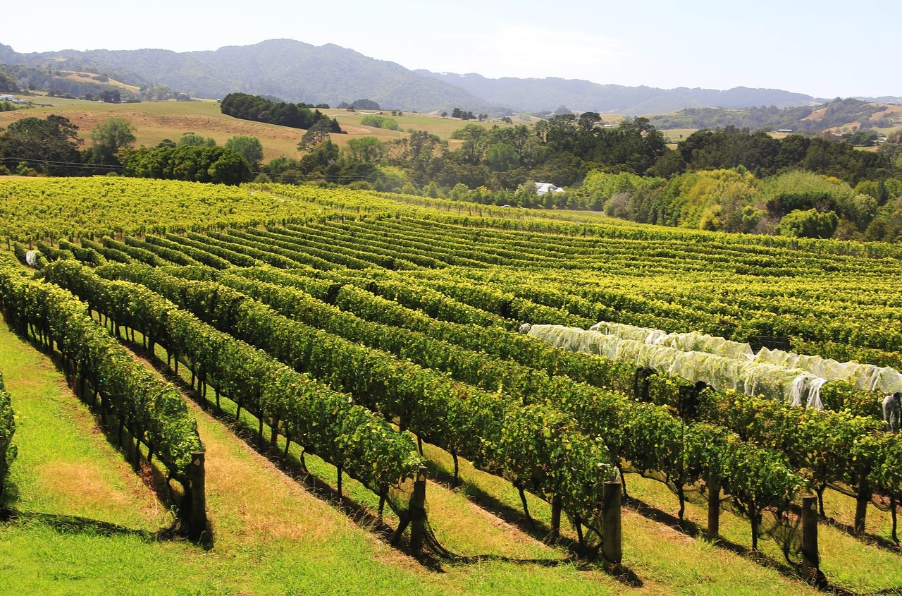 Murder mystery in Matakana – Jennifer Barraclough